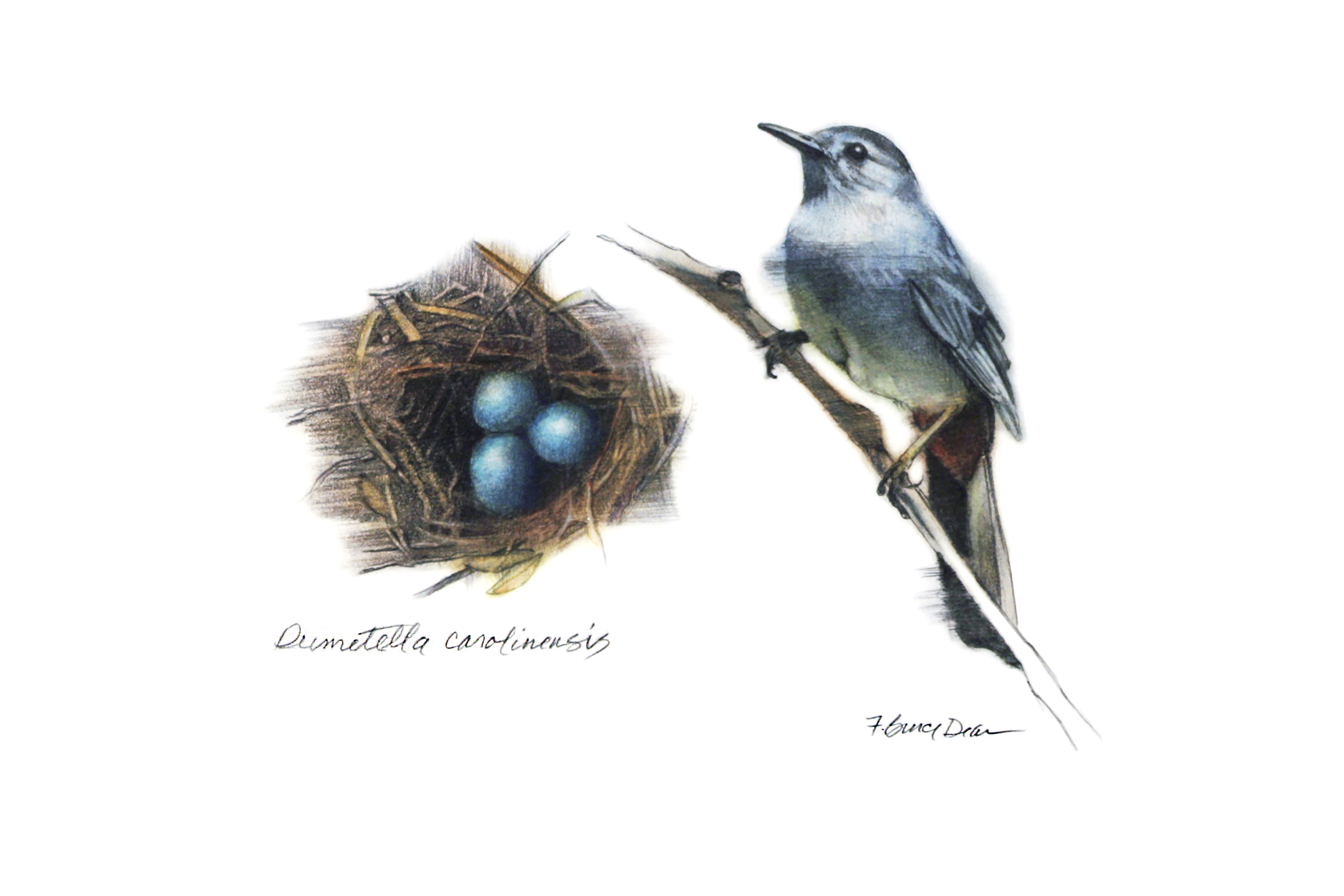 Red Barrel Studio Bird & Nest Study I Print On Canvas - Wayfair Canada